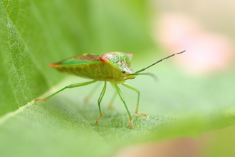 Common green shieldbug | The Wildlife Trusts